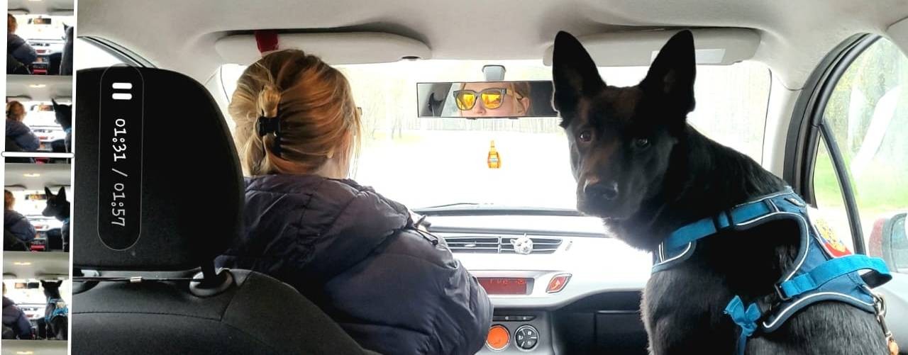 Канадский волк