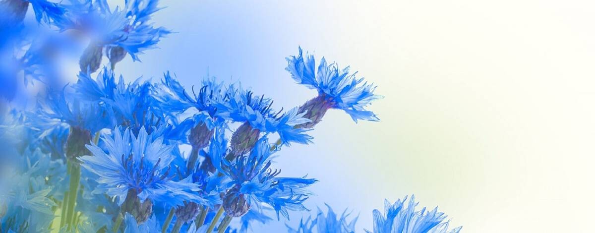 Васильева Виктория НВР 86