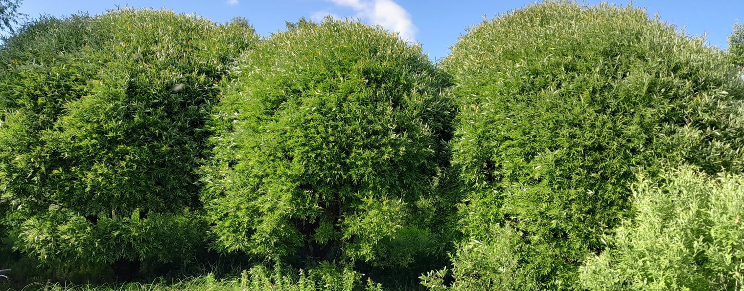 Виктория Слета - авторские песни