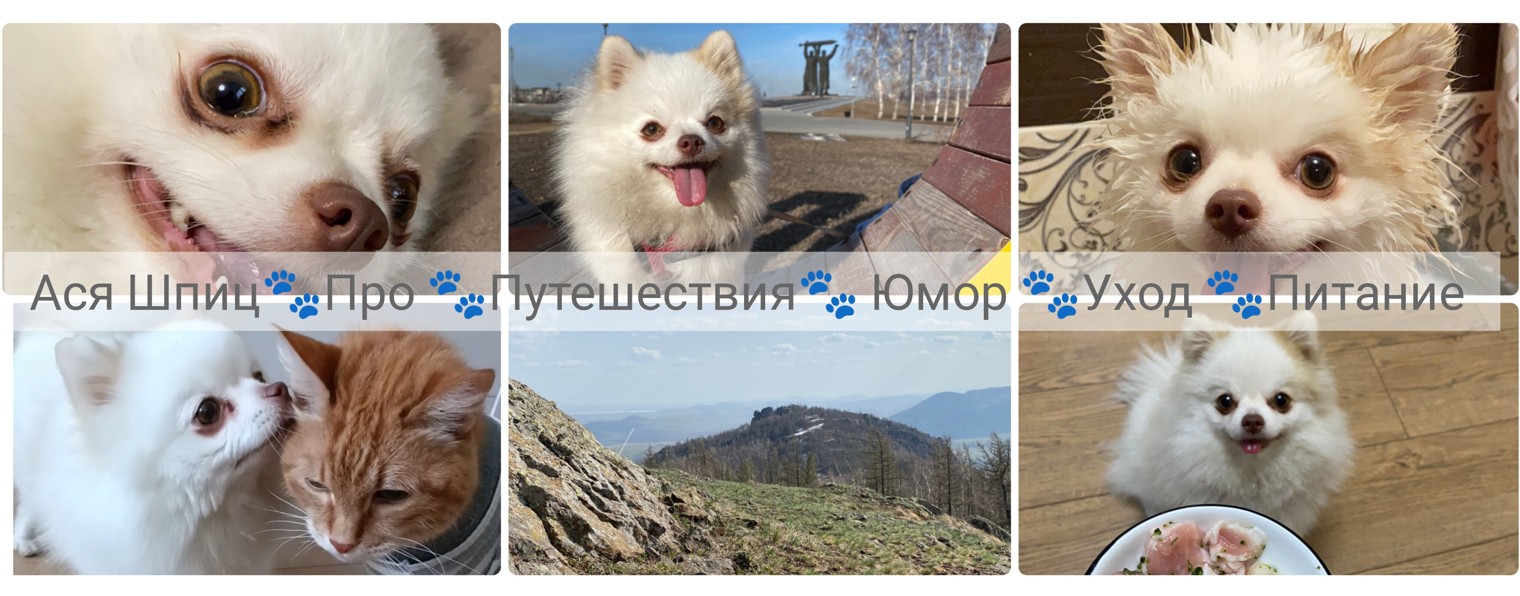 Ася Шпиц - короткие смешные видео