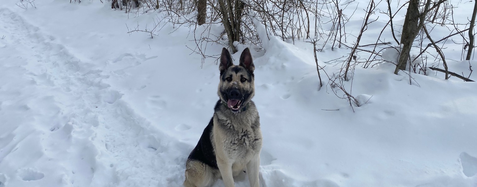 Кинолог Славик! 🇷🇺 Слава России 🇷🇺 !