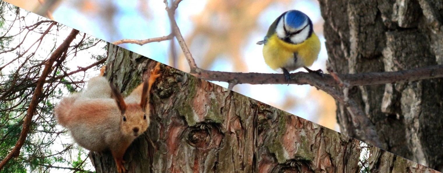 Территория животных