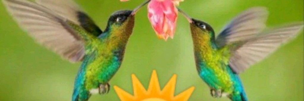 🌝КОЛО-БОК КОЛИБРИ💥