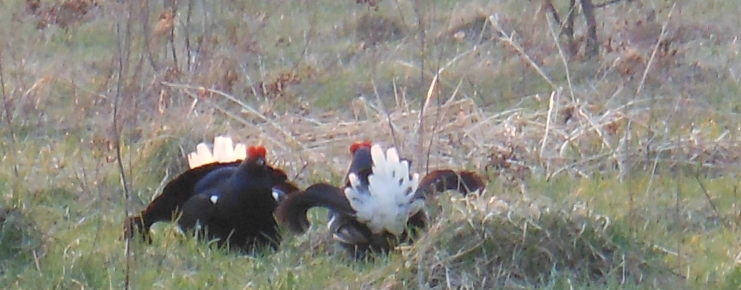 ЗОВ ПРЕДКОВ