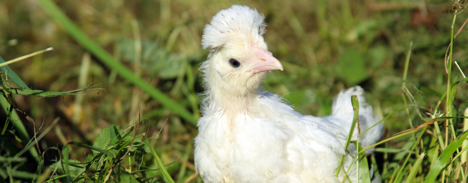 Ферма "Птичка из Белей"