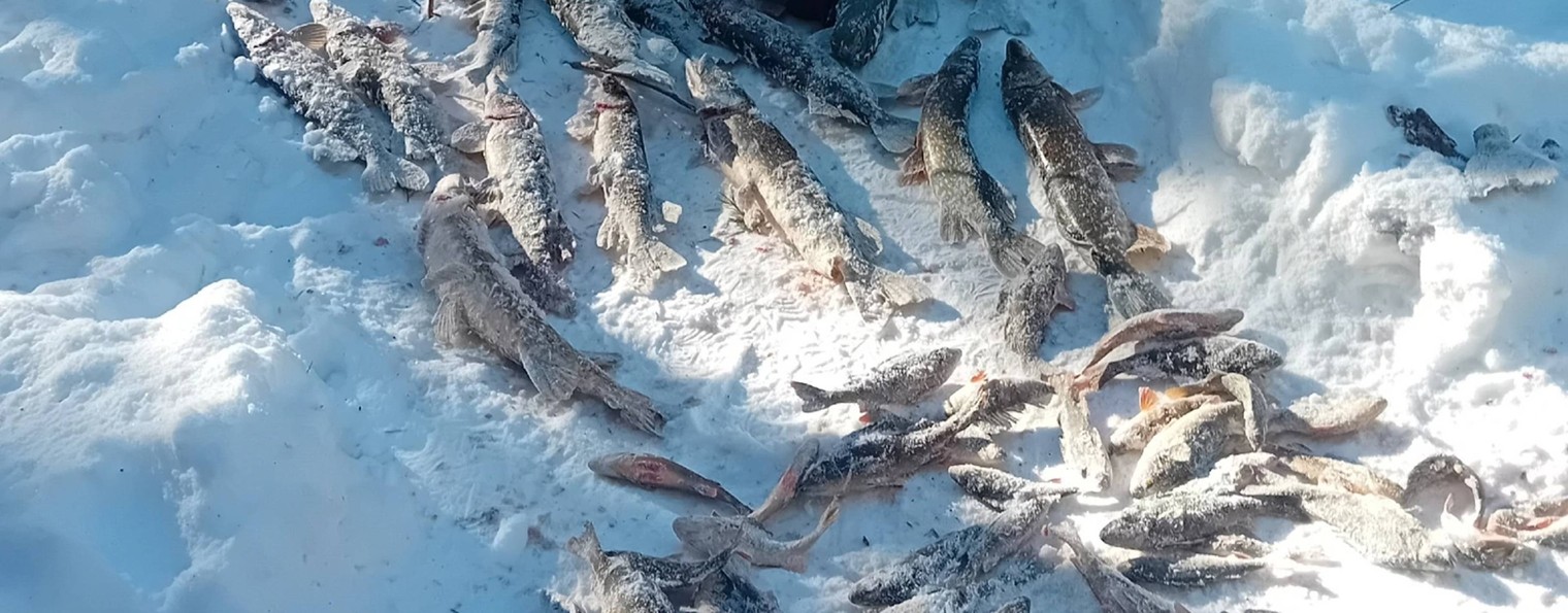 Дикий мир: улов и след !