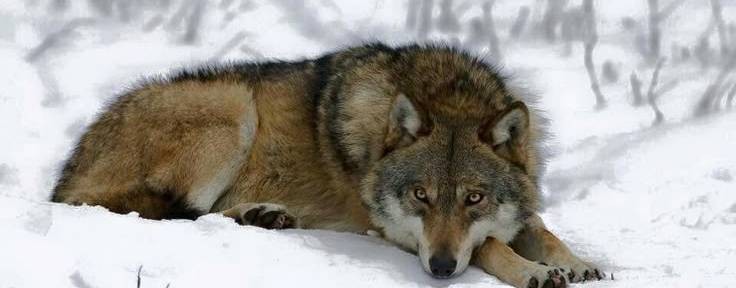 Игорь Макаров