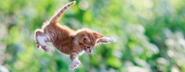 Наши любимки