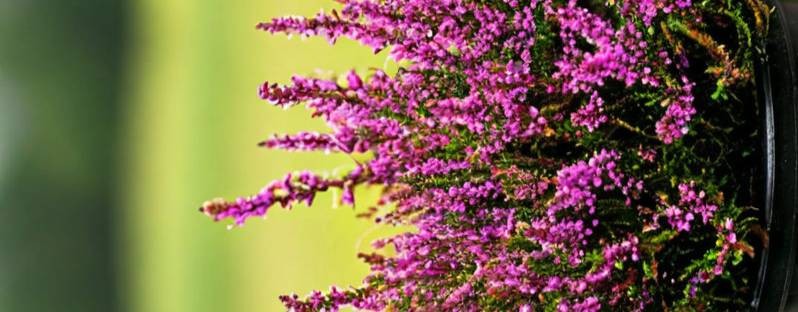 Питомник растений "ПРО вереск"