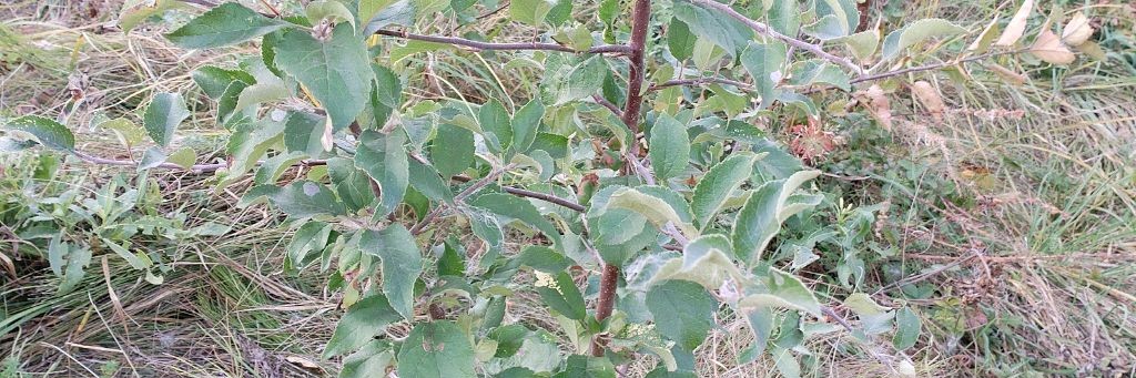 Дневник Садовода