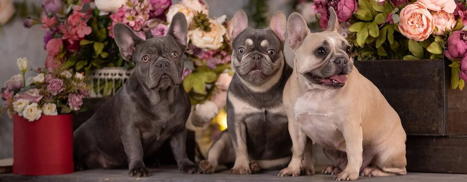 Питомник Французских Бульдогов