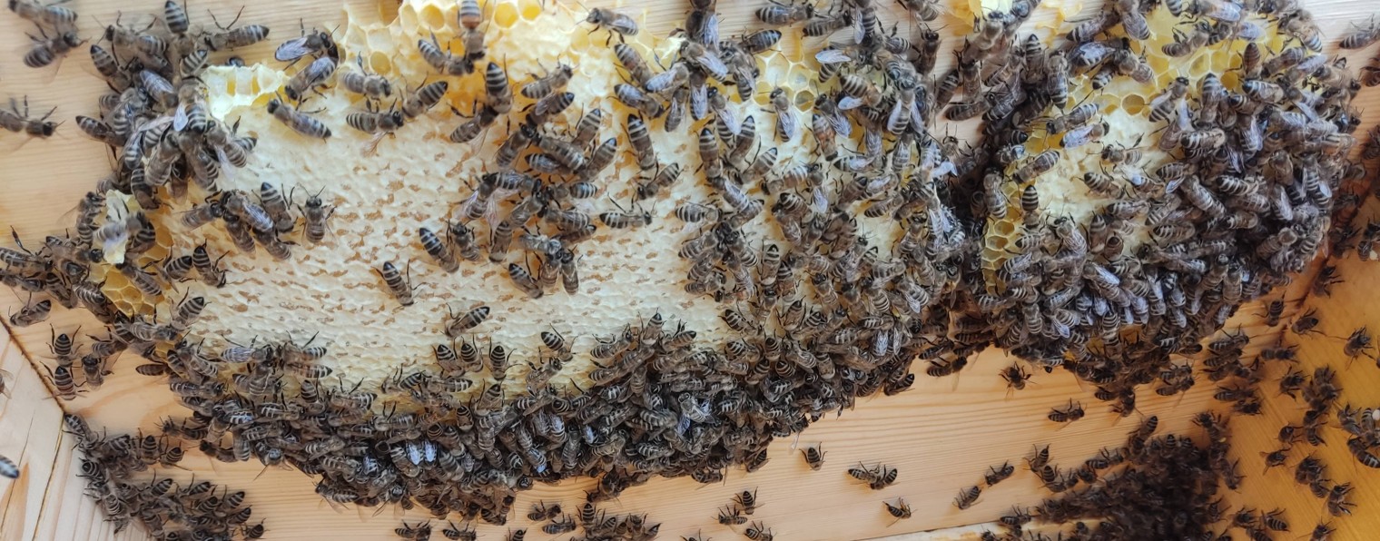 Ясенковская пасека