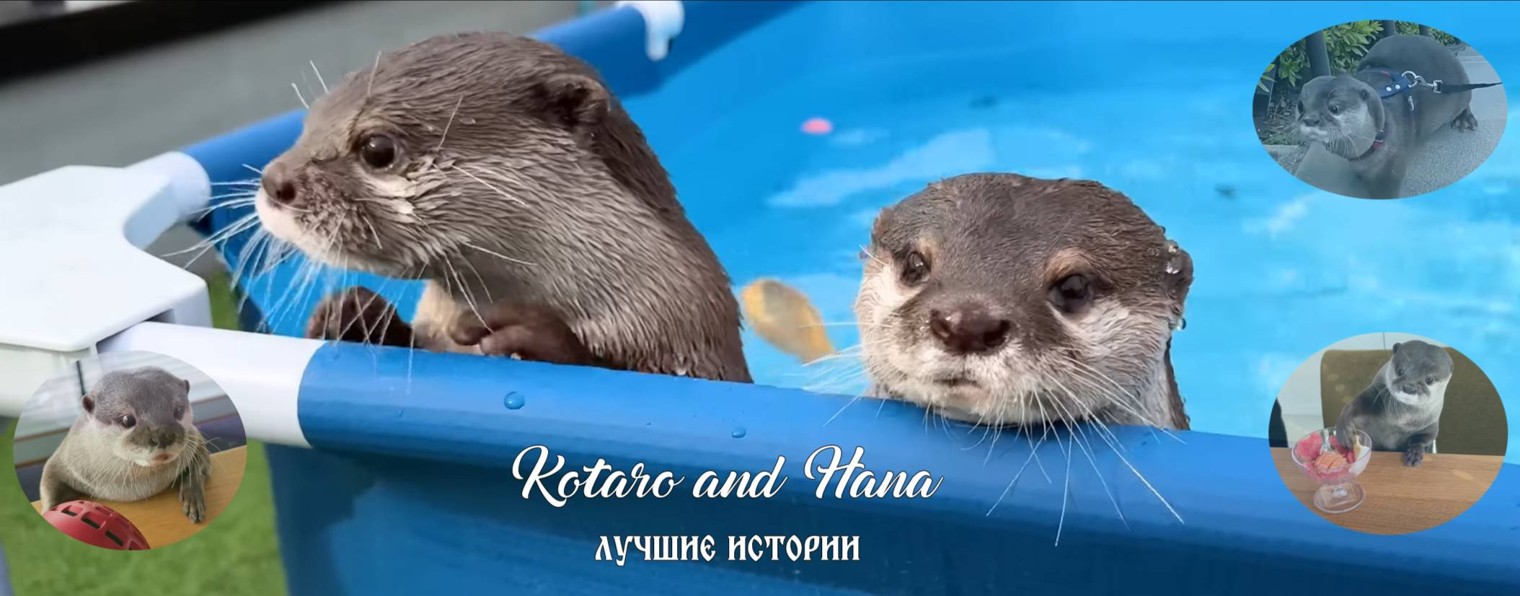 Михаил Коршунов