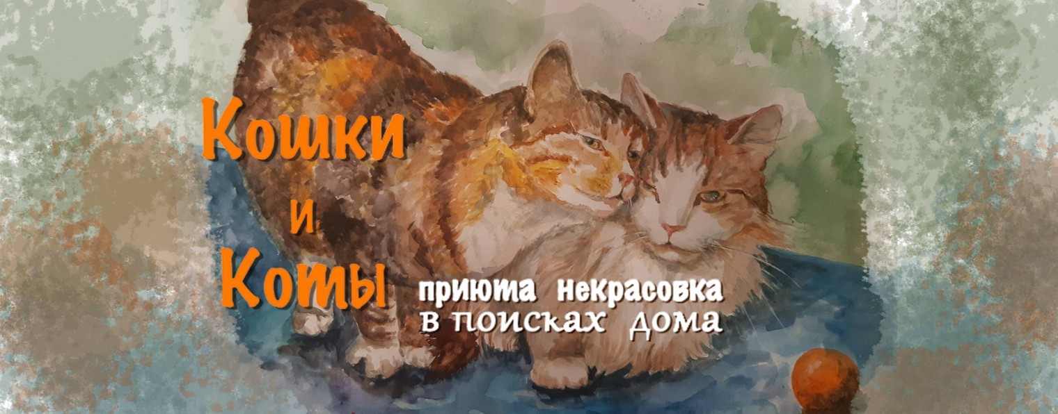 Кошки и Коты приюта Некрасовка!