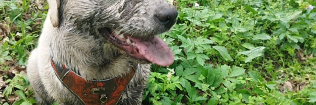 Зубановы и Лабрадор Марго