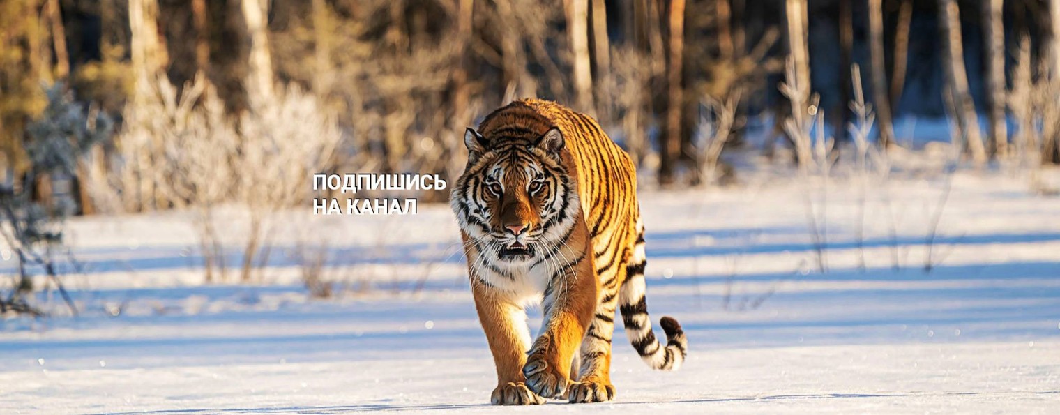 Узнай Животных