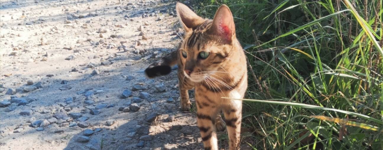 Кошка Белка