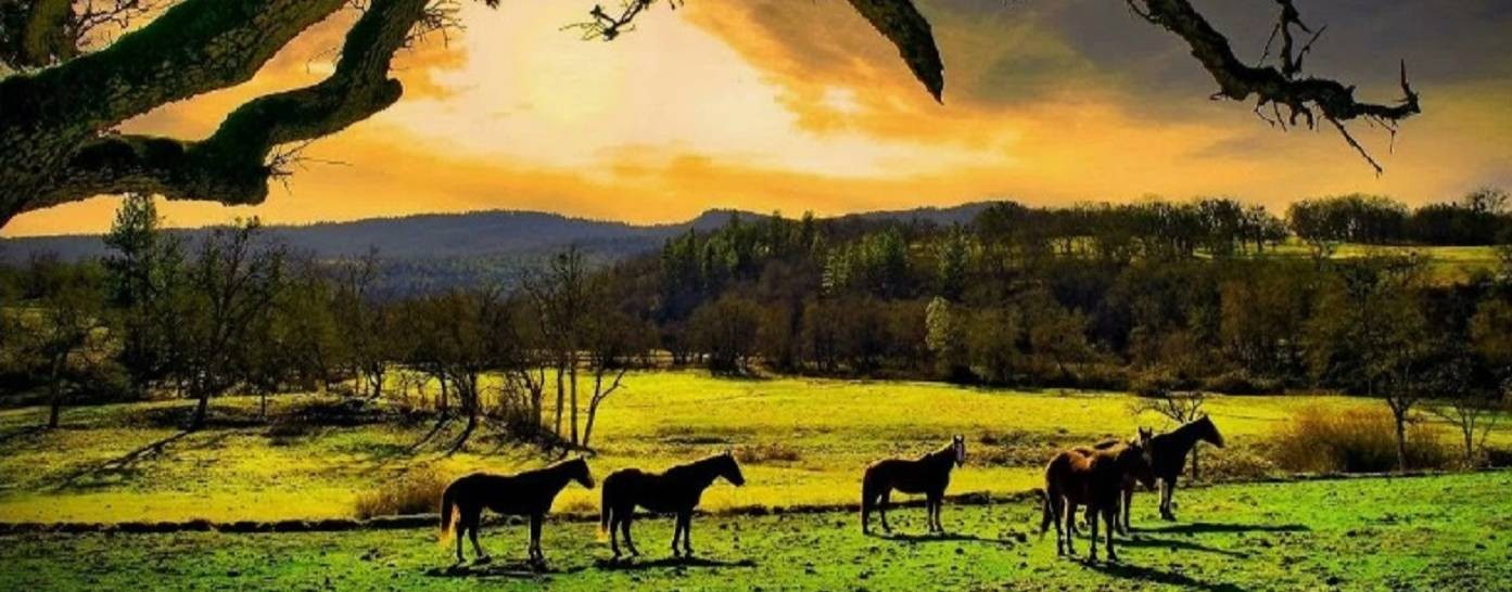 Виктор Конев