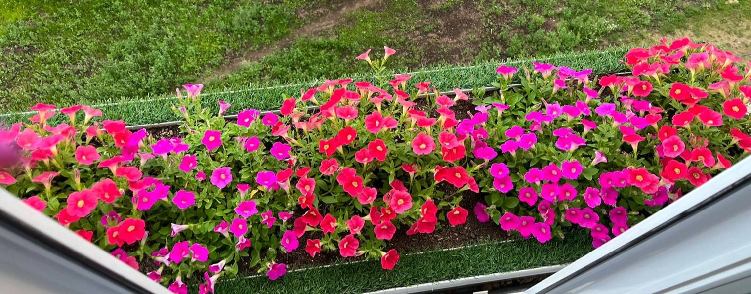 Рассада Петуний F1 Чебоксары