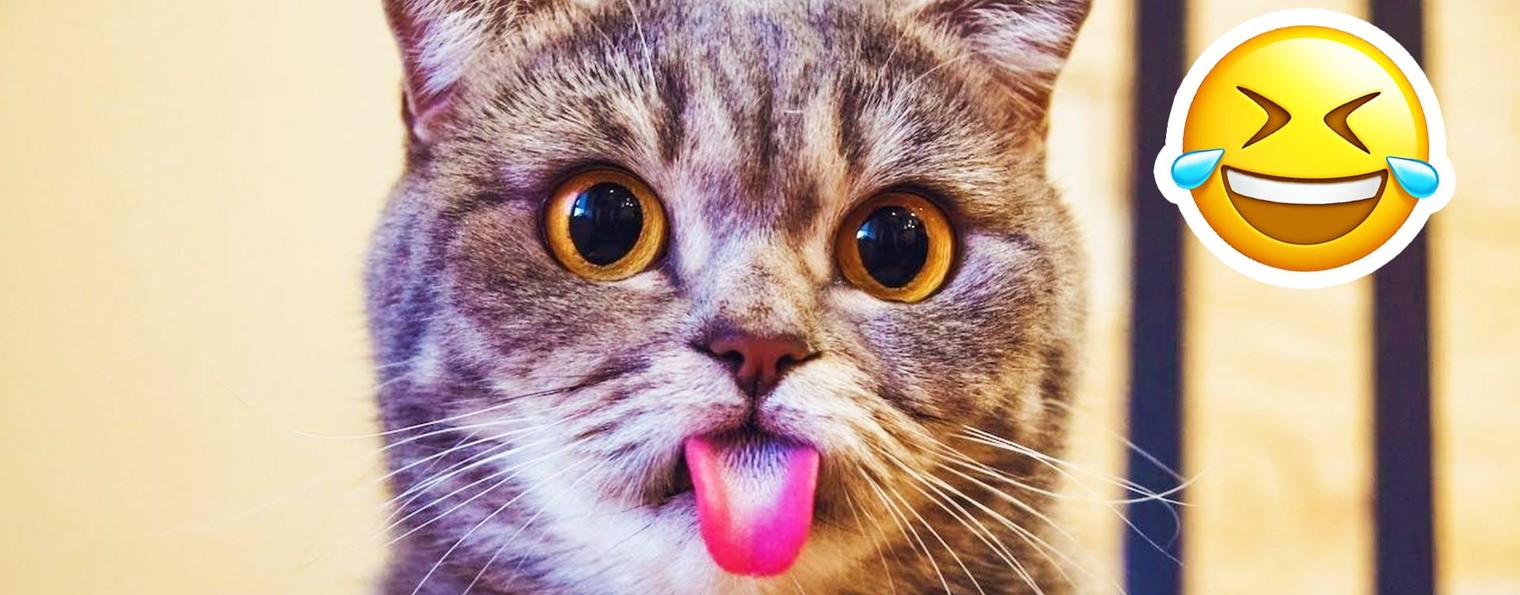 Развлечения