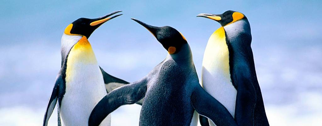 Добрый Коала