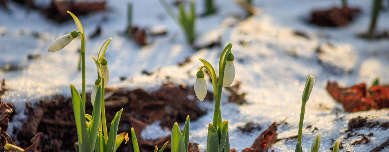 Ботанический сад МГУ на Ленинских горах