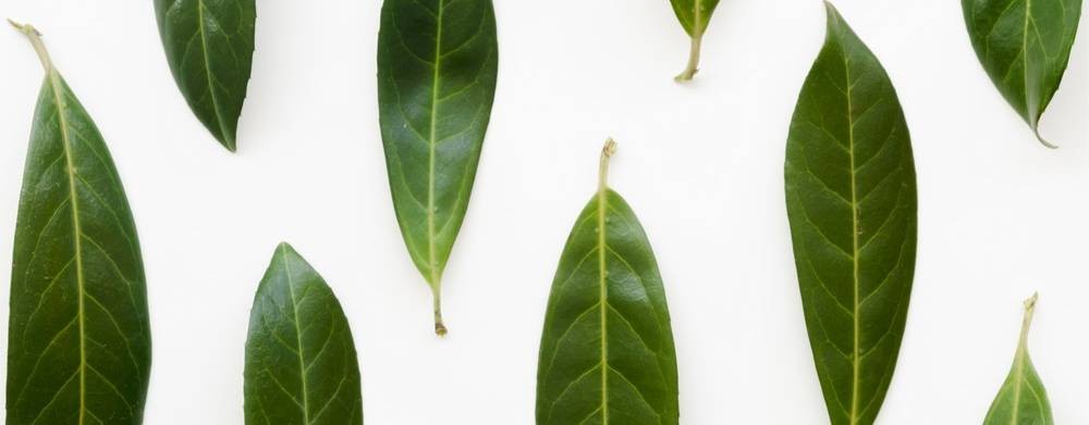 Китайский чай в ЧаоЧай