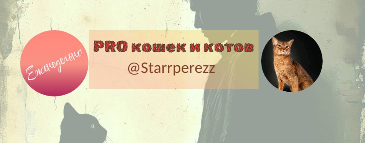 PRO кошек и котов.