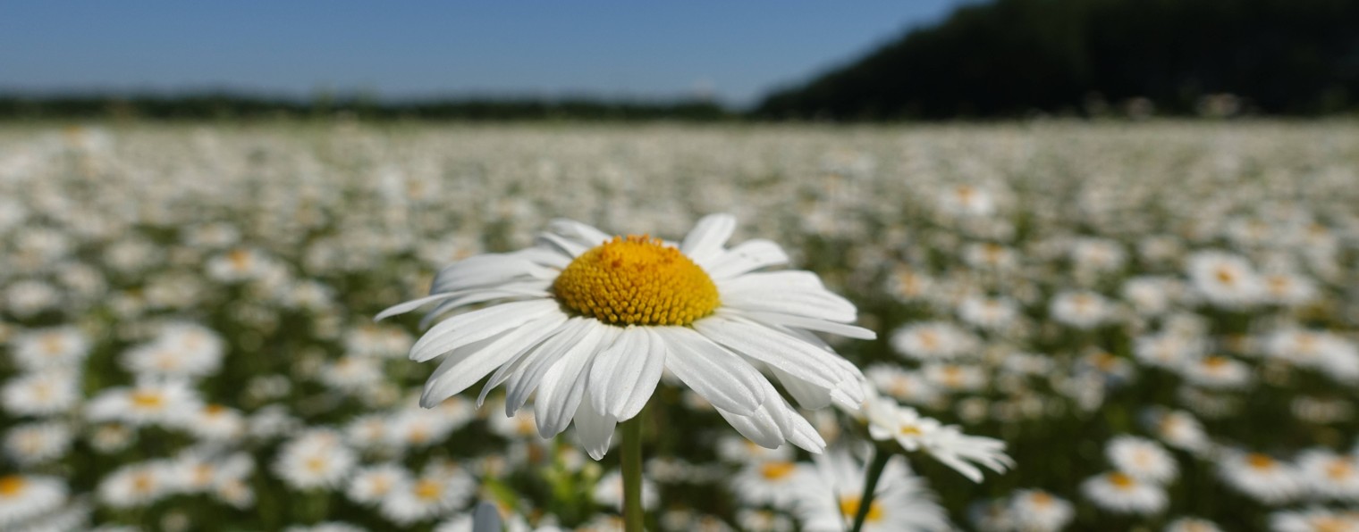 В ПОИСКАХ ИСТОРИИ