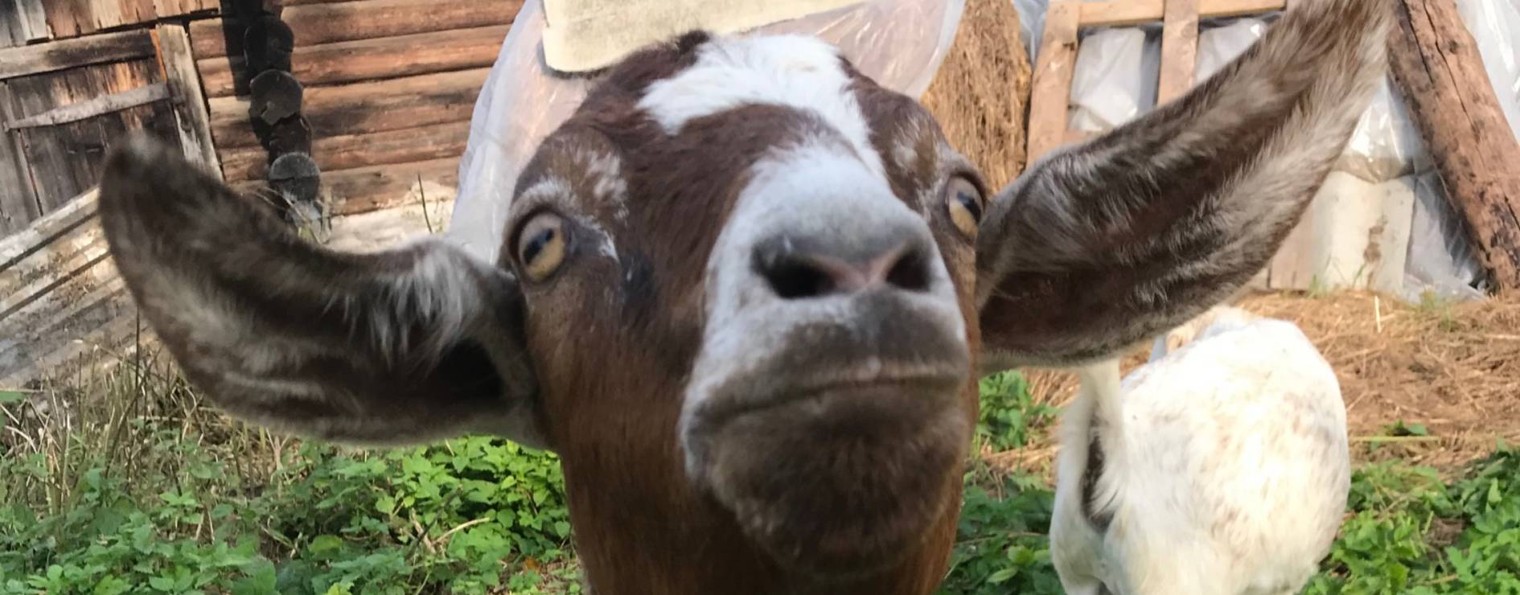 Козочка Алмеру