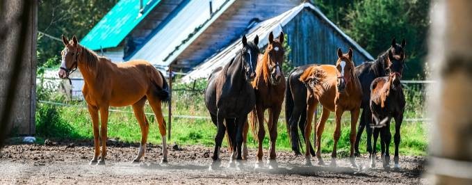Конный двор Троицкое
