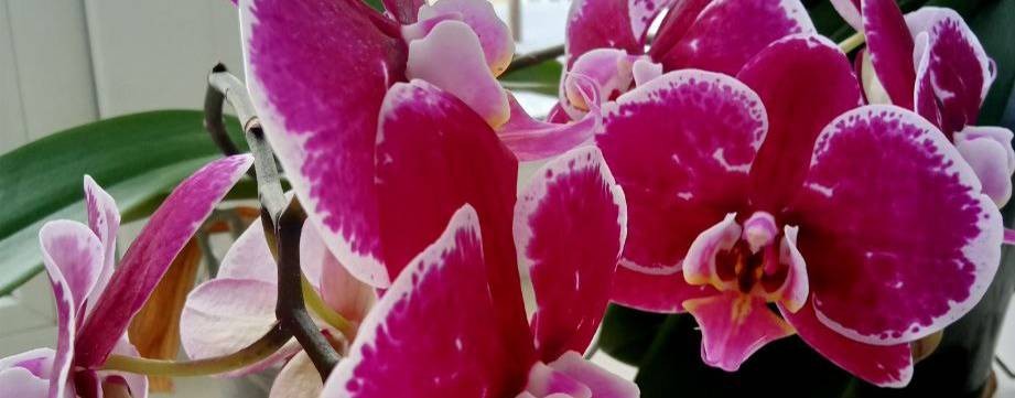 Ольга и мир природы