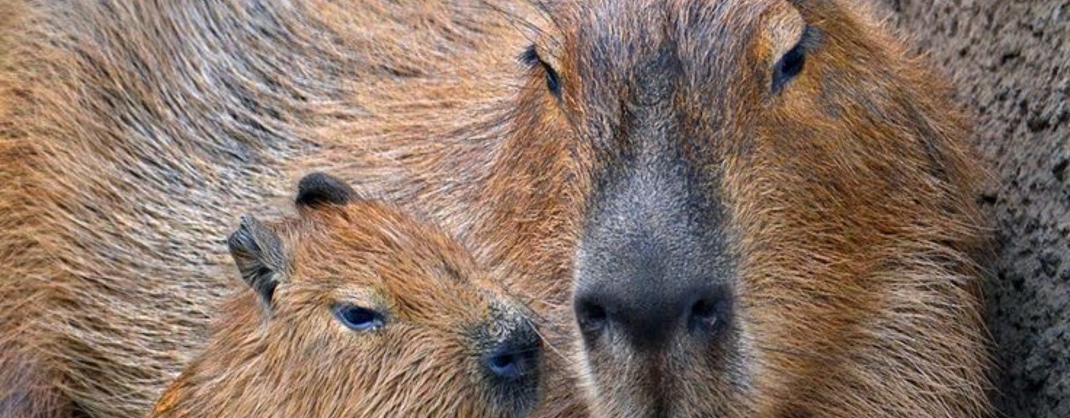 Капибарка в роблоксе