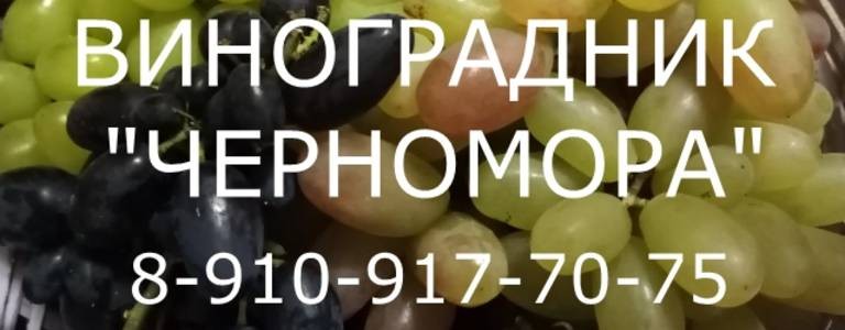 channel24803501 Виноградник "ЧЕРНОМОРА".