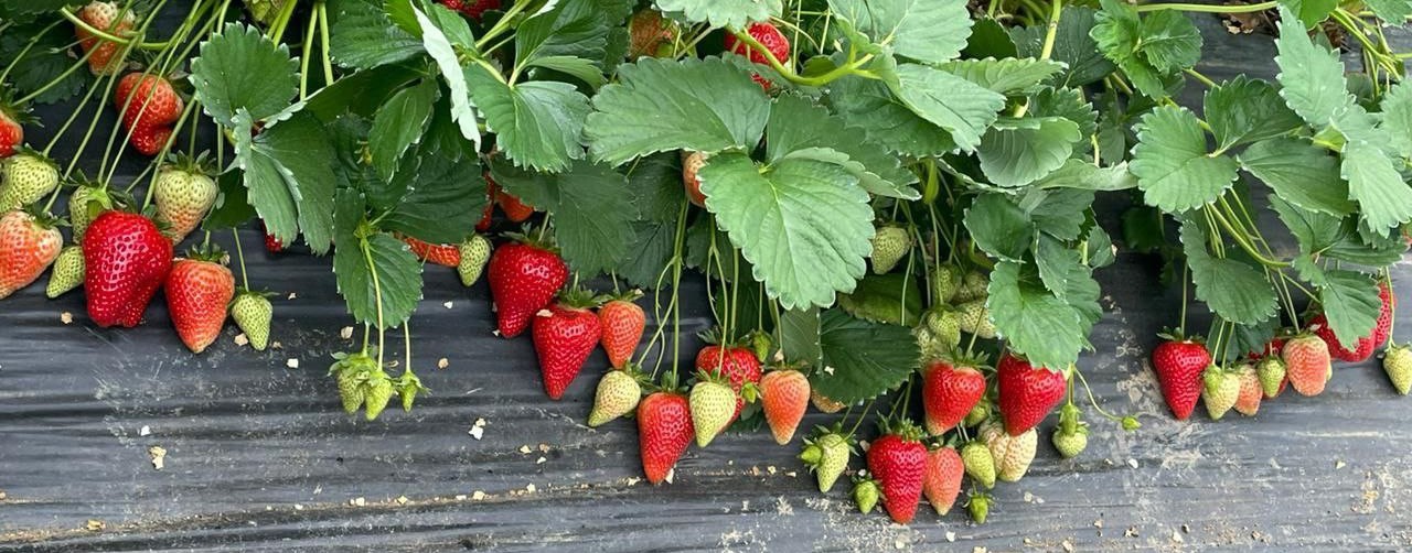 АгроХим все для клубники