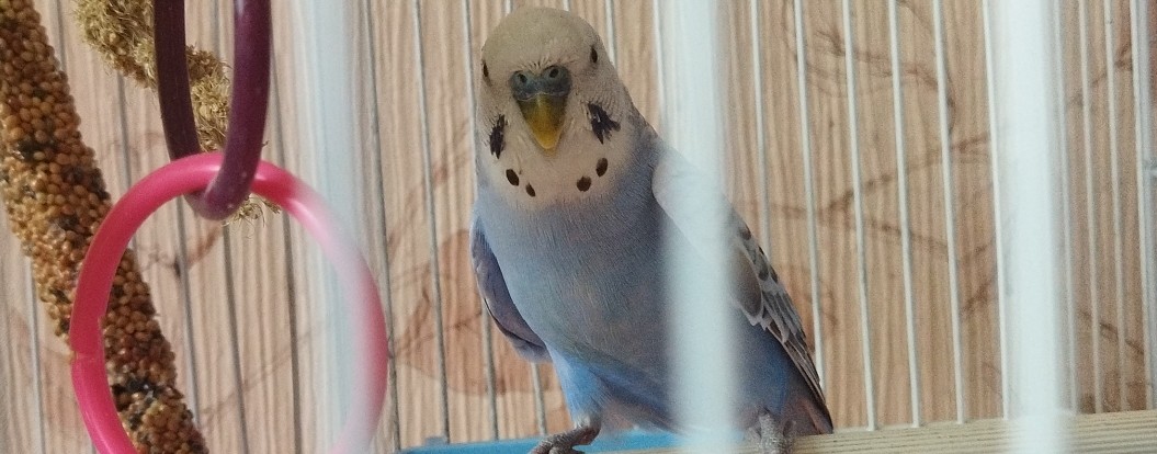 Волнистый попугай