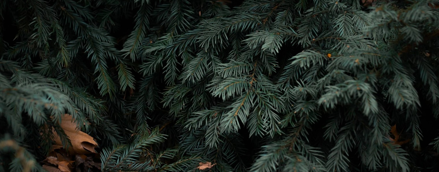 Besedkoff.ru - Беседки для дачи