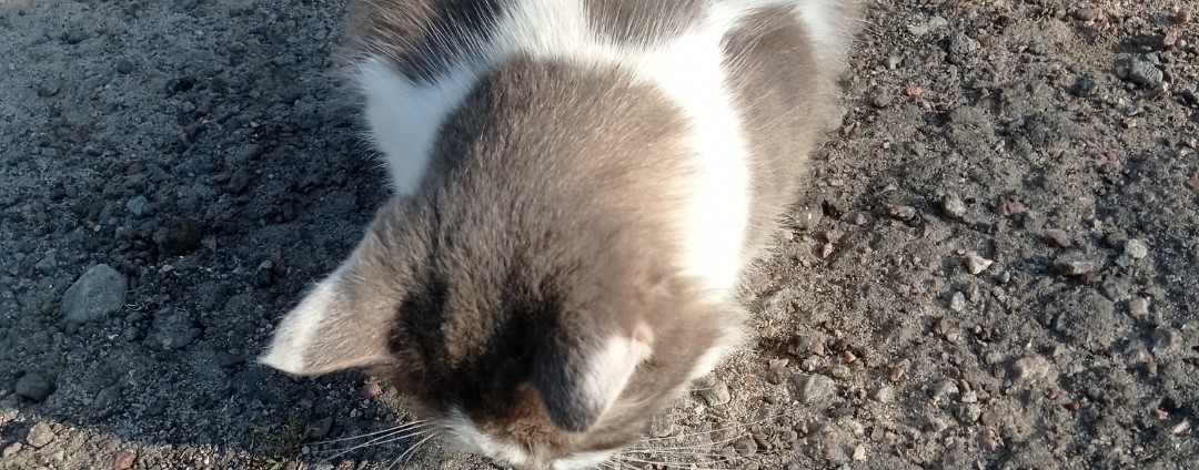 бедный котик:(