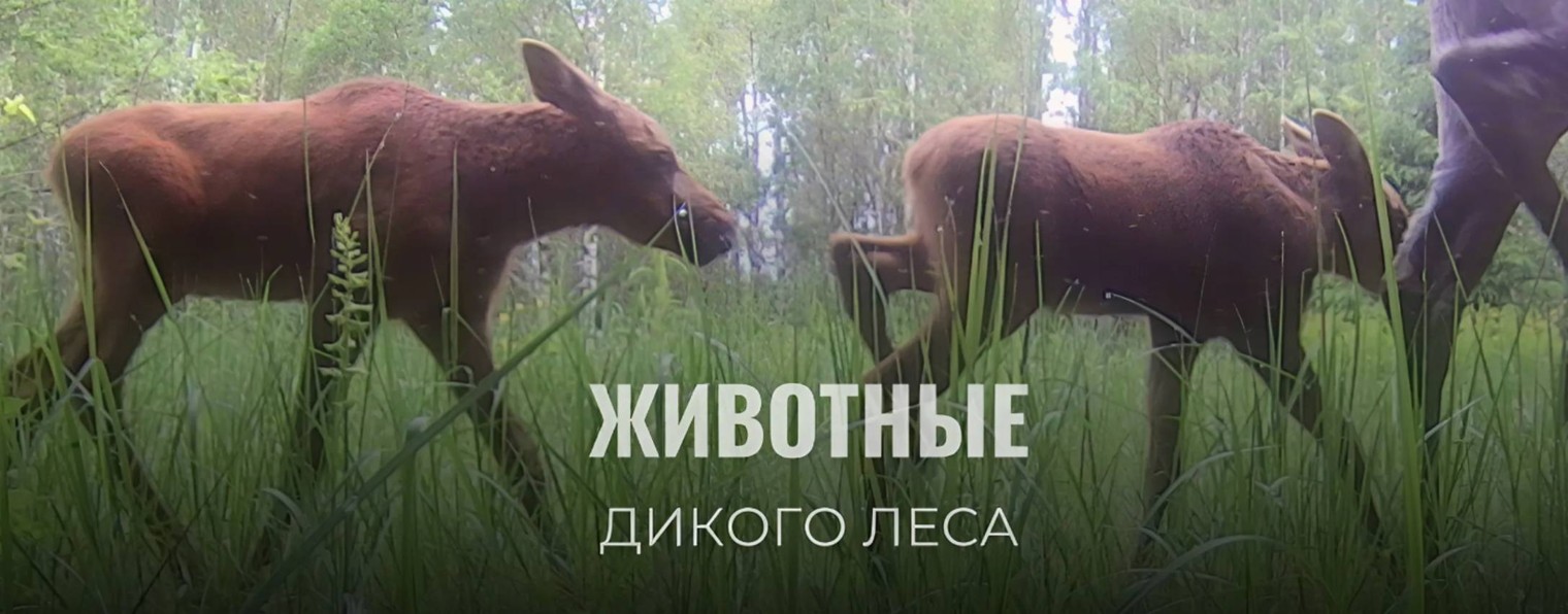 Животные дикого леса