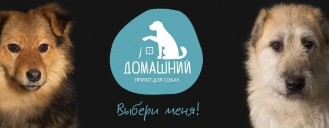Приют Домашний "Выбери меня!"
