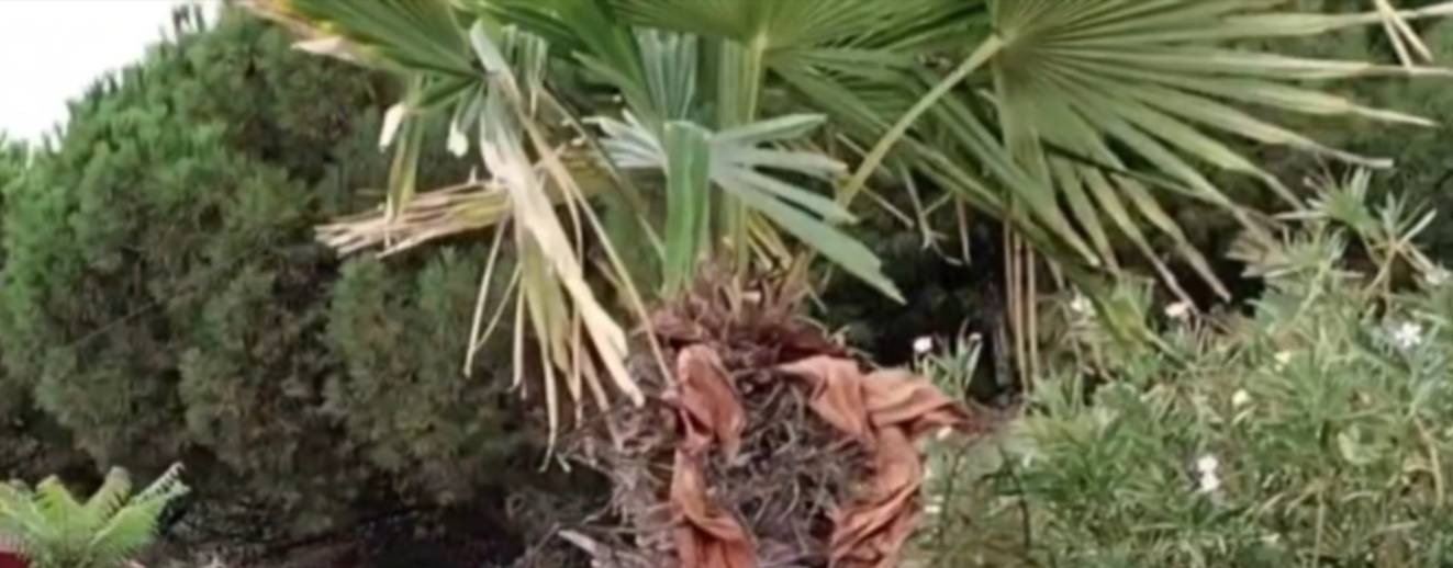 Елена путешествия