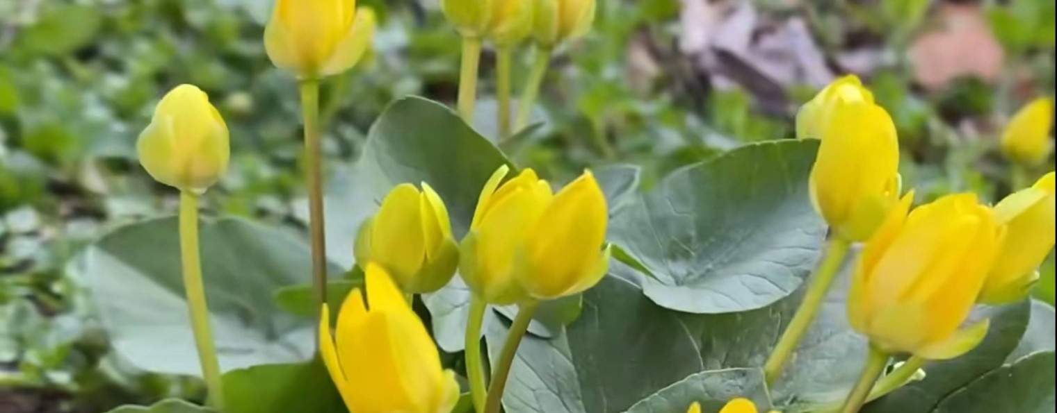 Людмила Хомулло