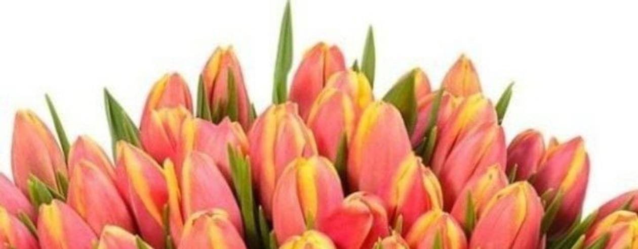 Жасминчик Апельсинчик