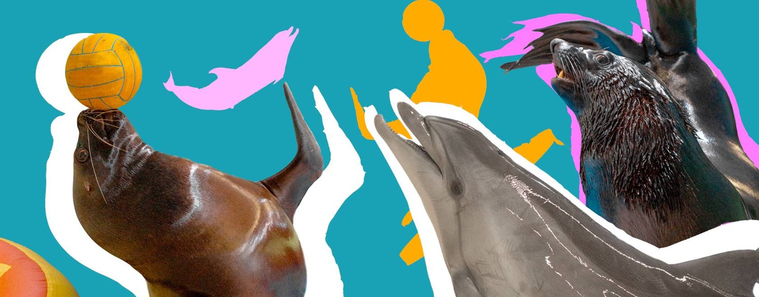 Хвостики-Ластики