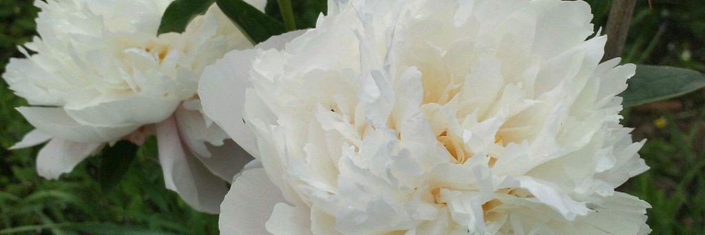 Наталья Зимина сад