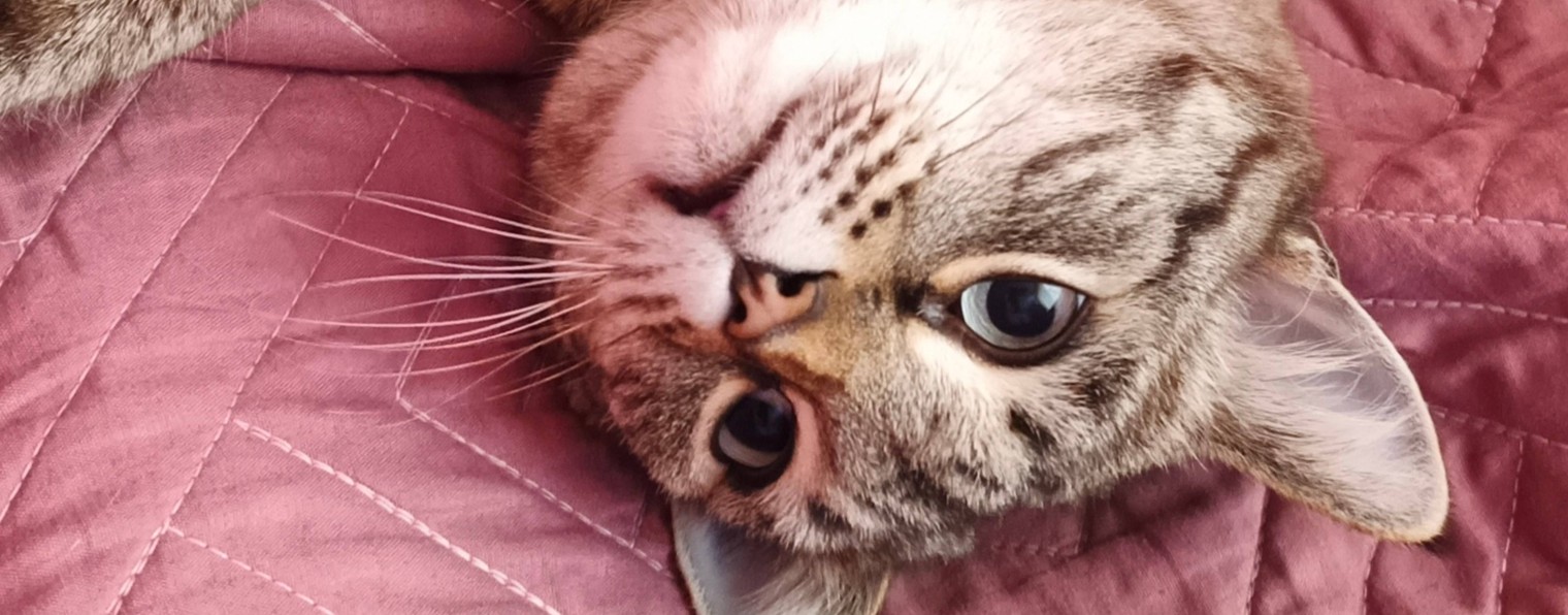 Смешные коты✅