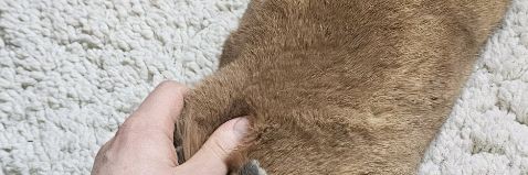 Упупуикикиипипипиеипинсбгалплалалалалалалелелел