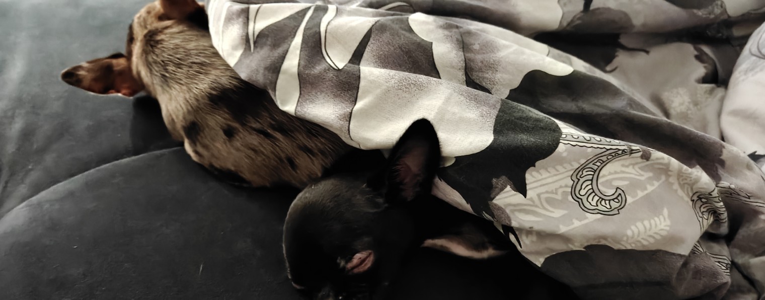 Две Чихуа-хуахи