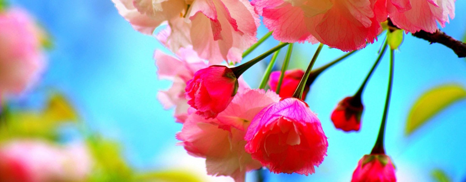 Тамара Борисова