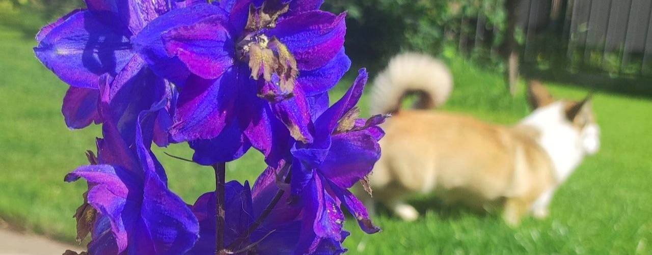 из жизни одной собаки